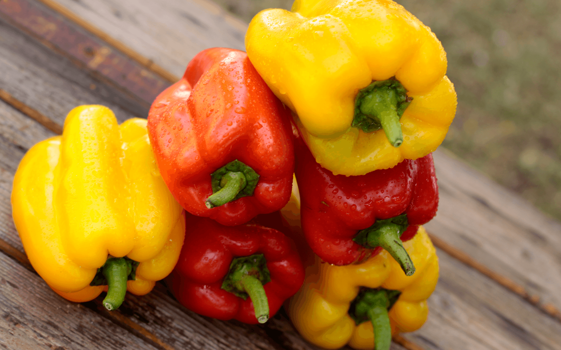 Grilled Pepper Sticks - Red and Yellow - Orogel Food Service