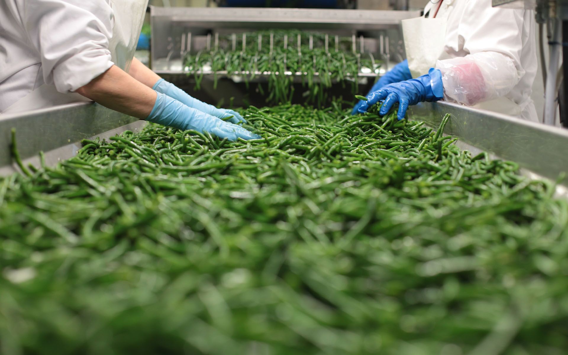 Deep freezing – Orogel Italian Frozen Food Company