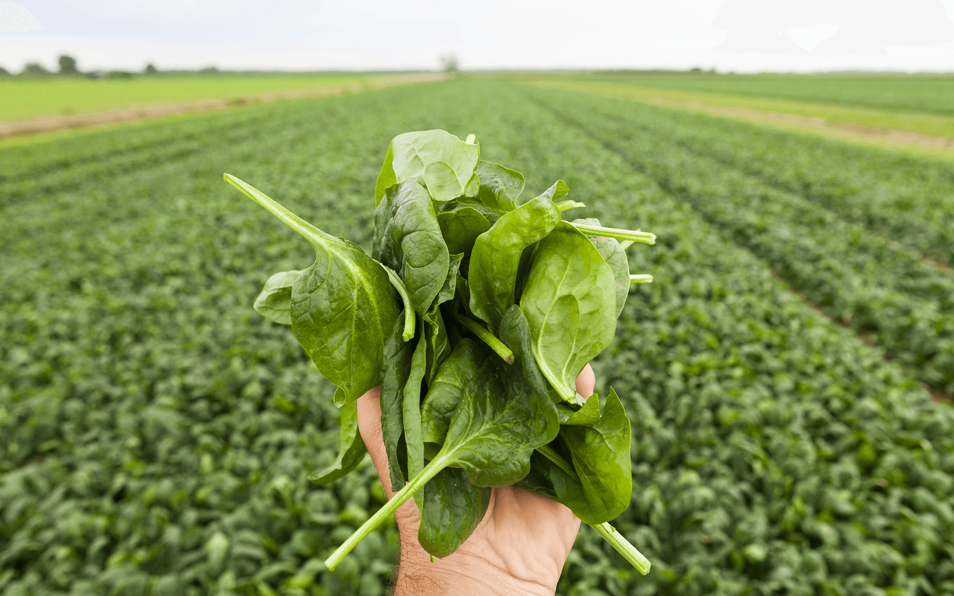 Orogel – Scopri la linea dei vegetali